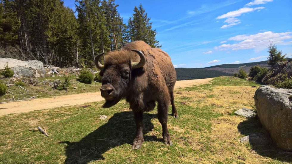 Bison d'Europe et d'Amérique | Réserve des bisons d'Europe