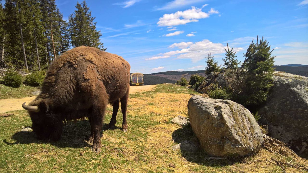 Horaires et tarifs | Réserve des bisons d'Europe