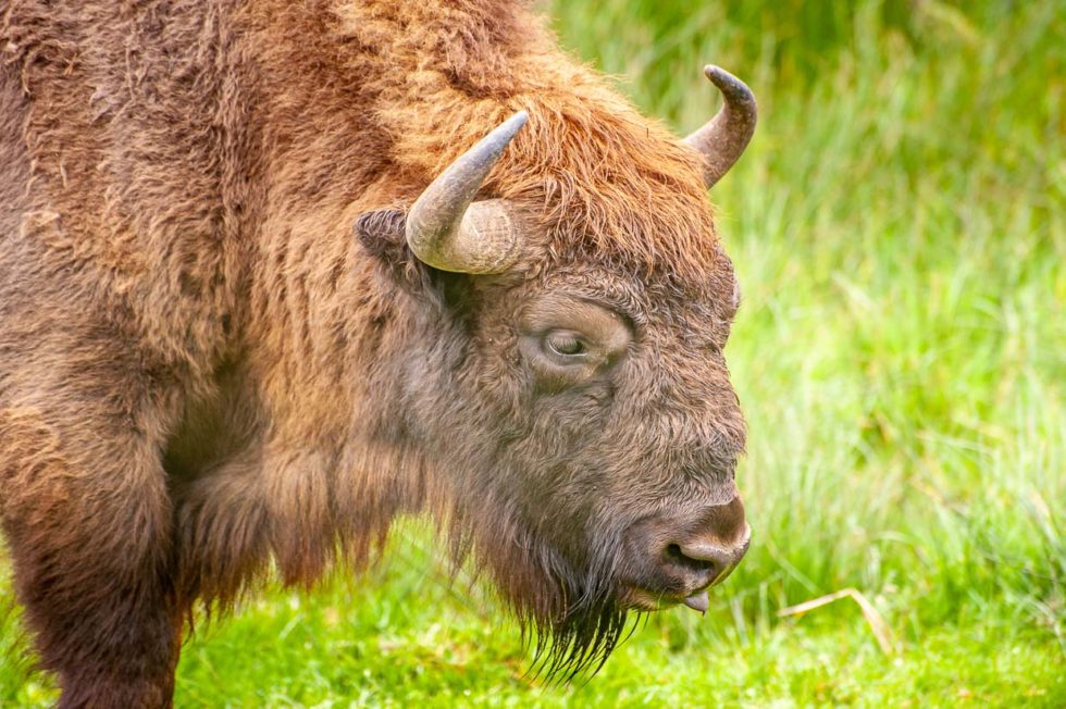Bison d'Europe et d'Amérique | Réserve des bisons d'Europe
