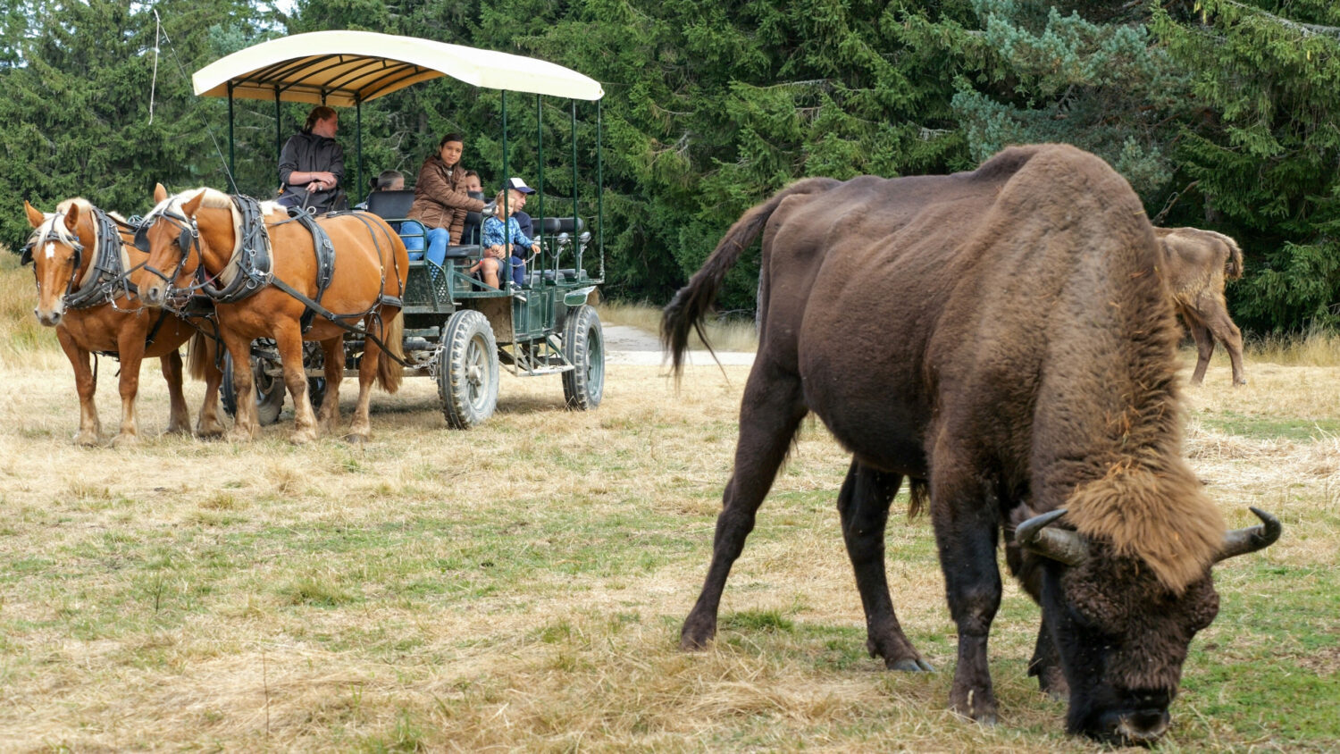 Visites | Réserve des bisons d'Europe
